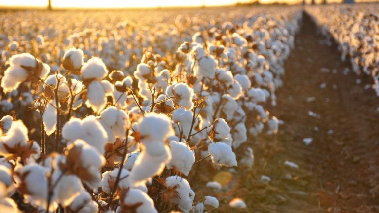 How to Grow Cotton: Everything you need to know | Farming Base