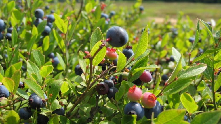 Blueberry Farm Growing: Everything You Need to Know | Farming Base