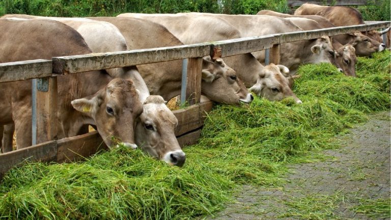 What Eats A Cow? 7 Common Cow Predators | Farming Base