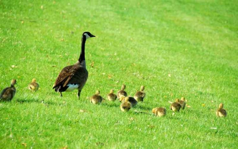 337+ Baby Goose Names - Cute & Funny Ideas | Farming Base