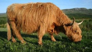 Can Cows Eat Apples? Nutrition And Best Ways to Feed | Farming Base