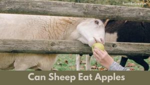 Can Sheep Eat Apples? 3 Ways to Feed | Farming Base