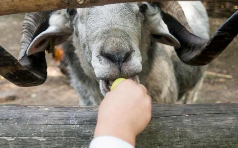 Can Sheep Eat Apples? 3 Ways to Feed | Farming Base