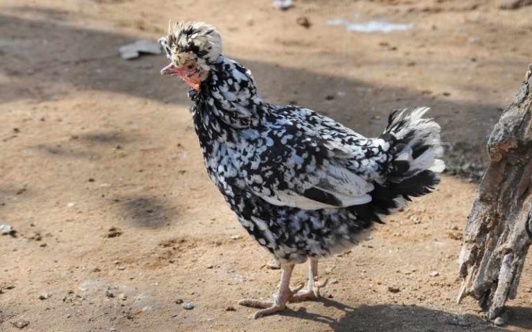 22 Heritage Chicken Breeds with Photos | Farming Base