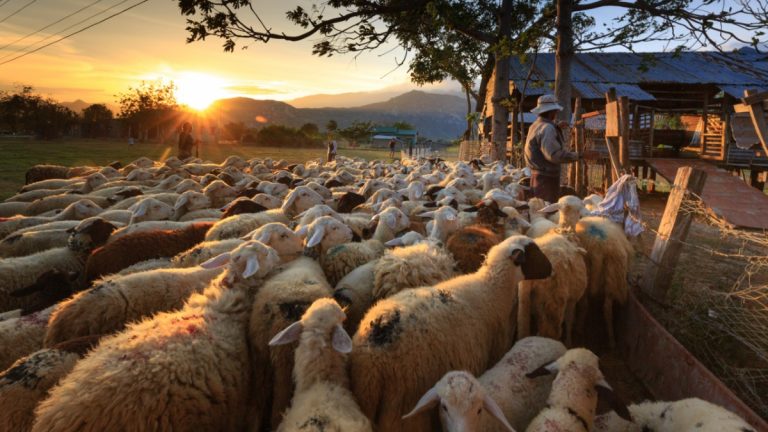 How Do Farmers Sell Their Crops? | Farming Base