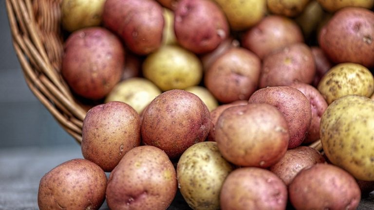 Are Seed Potatoes Different From Regular Potatoes? | Farming Base