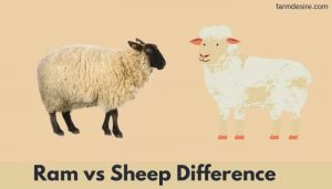 Ram vs Sheep - 6 Major Differences to Clear | Farming Base