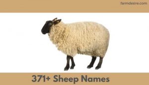 371+ Cute and Funny Sheep Names | Farming Base