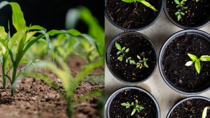 What is the Difference Between Horticulture and Agriculture | Farming Base