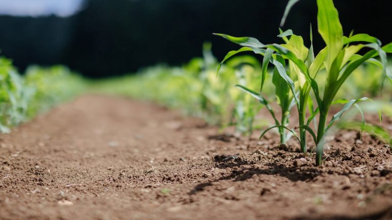 What is the Difference Between Horticulture and Agriculture | Farming Base