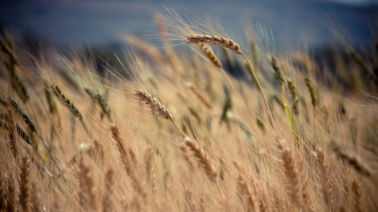 Why Are Farmers Paid To Not Grow Crops? | Farming Base