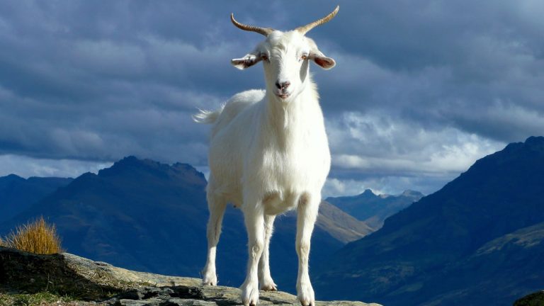 5 Largest Goat Breeds | Farming Base