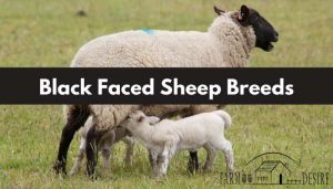 10 Black Faced Sheep Breeds with Pictures | Farming Base