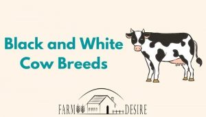 17 Black and White Cow Breeds with Photos | Farming Base