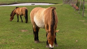 Farmstead vs Homestead: All the Differences | Farming Base