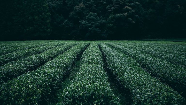 How Do Farmers Grow Crops? Step by Step | Farming Base