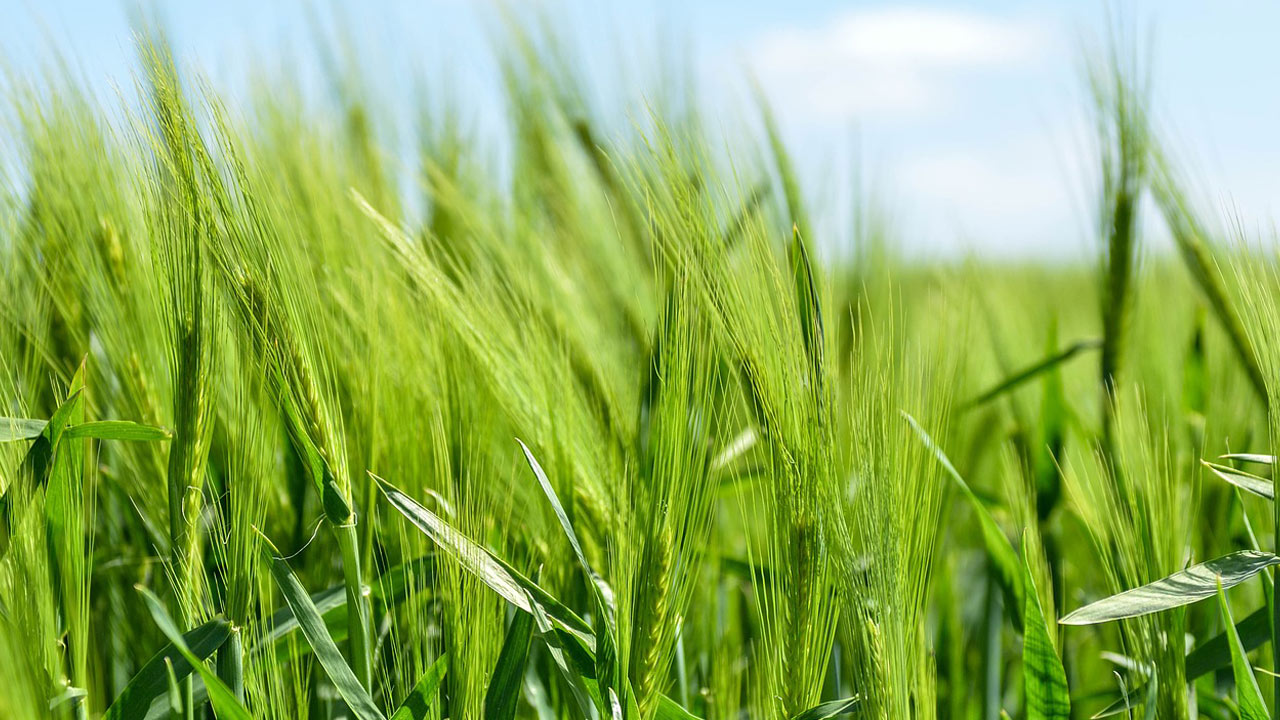 How Do Farmers Grow Crops? Step by Step | Farming Base