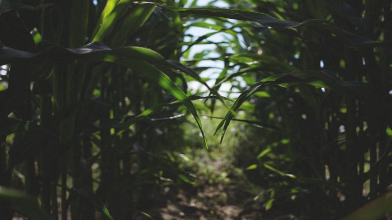 How Do Farmers Sell Their Crops? | Farming Base