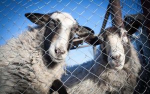 10 Black Faced Sheep Breeds with Pictures | Farming Base