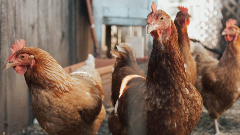 What Farm Animals Eat Corn Farming Base what-farm-animals-eat-corn-farming-base
