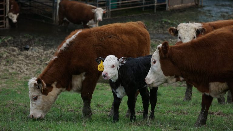 What Is the Difference Between Cow and Heifer? | Farming Base