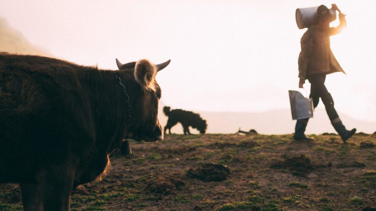 What Is the Difference Between Cow and Heifer? | Farming Base