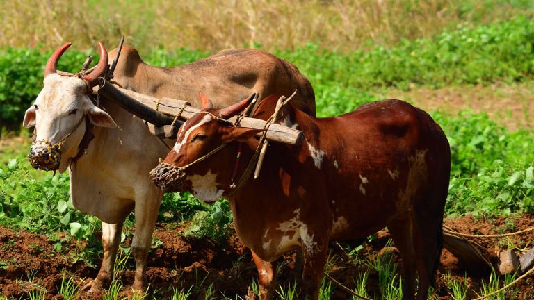 What Is the Difference Between Ox and Cow? | Farming Base