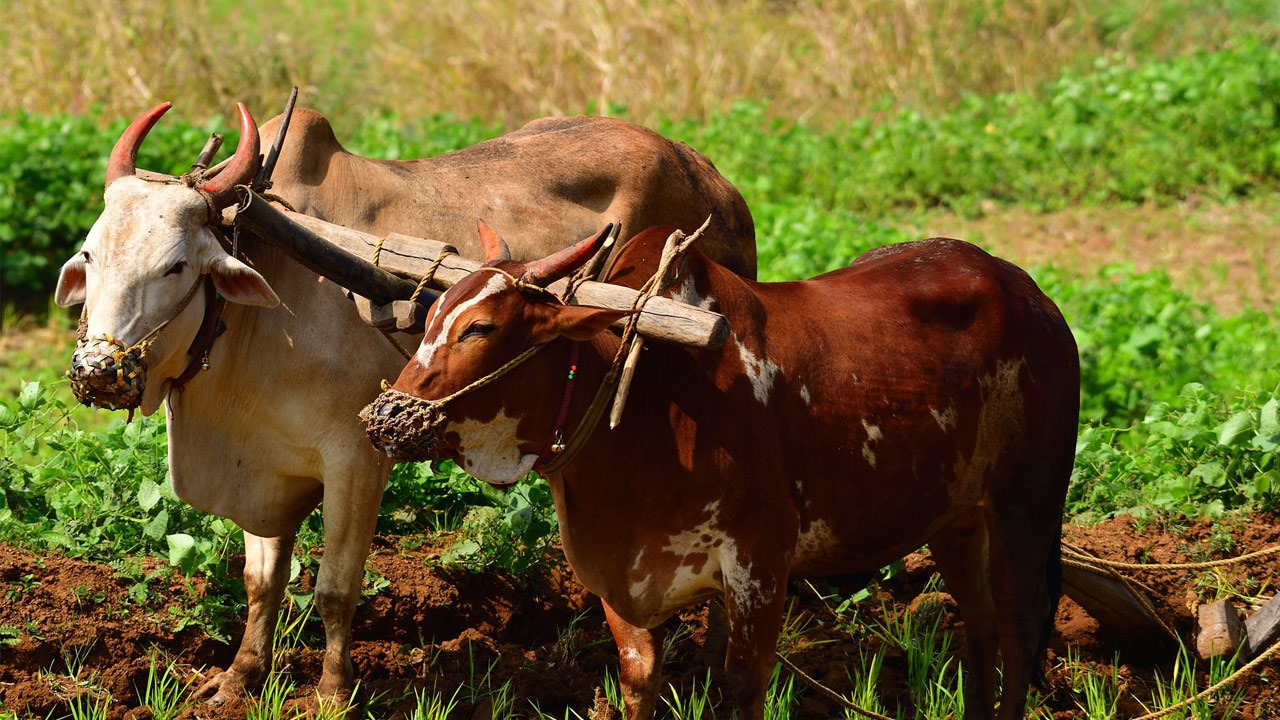 What Is the Difference Between Ox and Cow? | Farming Base
