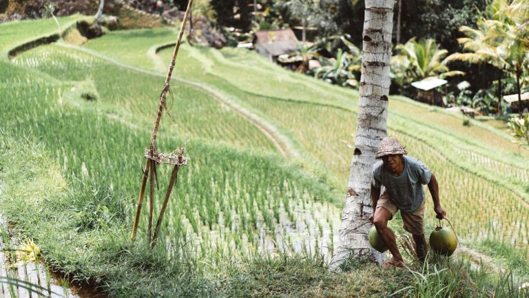 Difference Between Primitive Subsistence Farming And Intensive ...