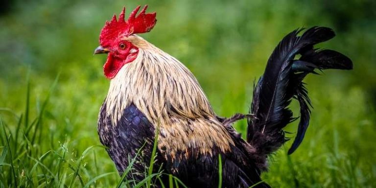 Can Roosters Fly? Flying Ability Factors | Farming Base