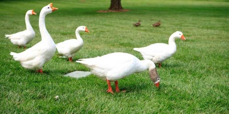 8 White Geese breeds with Photos | Farming Base