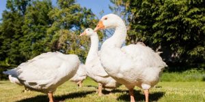 11 Domestic Geese Breeds with Pictures | Farming Base