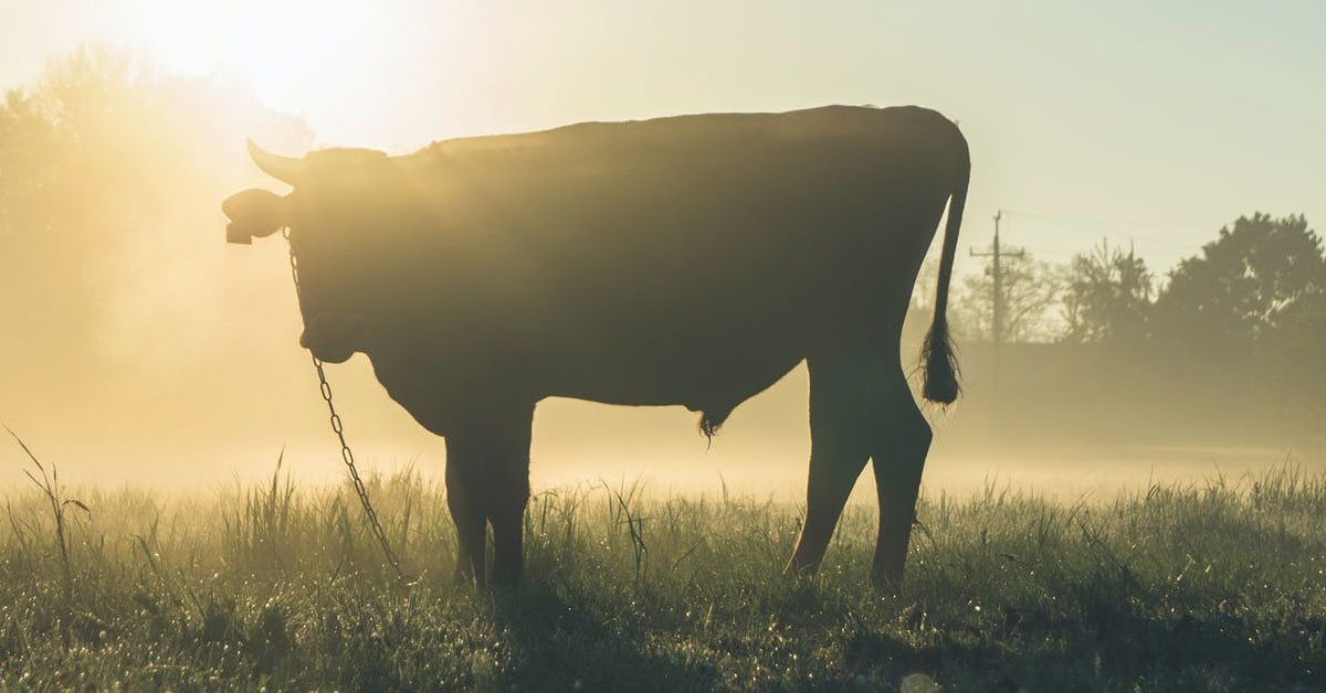 5 Best Cattle Banders (Castration Tools) | Farming Base