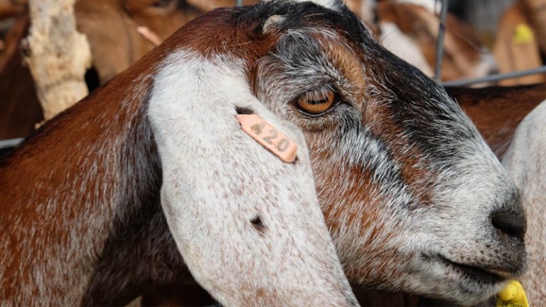Anglo-Nubian Goat: Everything You Need to Know About Them | Farming Base