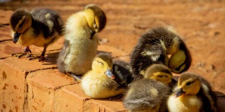 10 Birds that Look Like Ducks | Farming Base