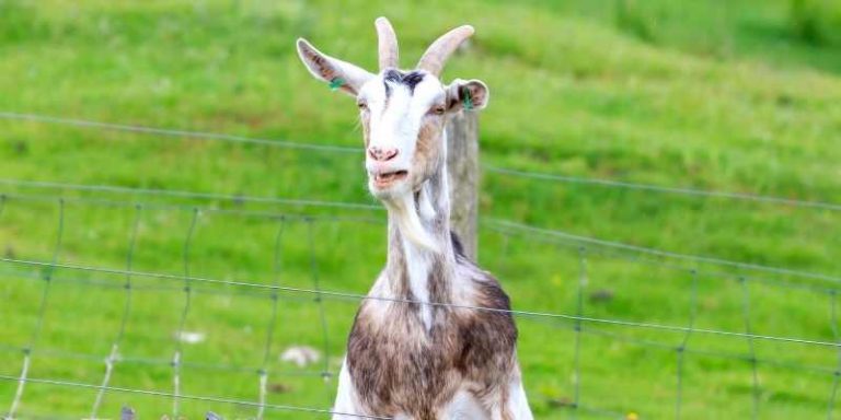 6 Giant Goat Breeds with Pictures | Farming Base