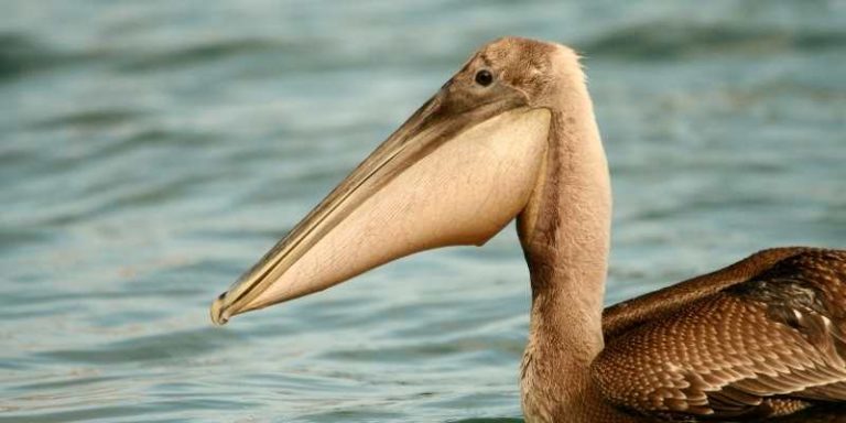 10 Birds that Look Like Ducks | Farming Base