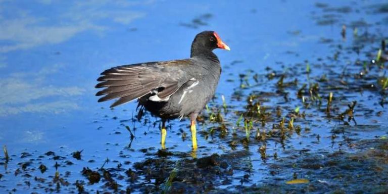 10 Birds that Look Like Ducks | Farming Base