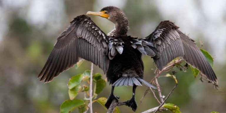 10 Birds that Look Like Ducks | Farming Base