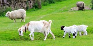 6 Giant Goat Breeds with Pictures | Farming Base