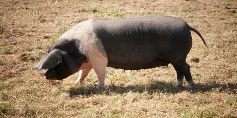 8 Black Pig Breeds with Photos | Farming Base