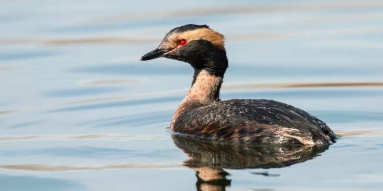 10 Birds that Look Like Ducks | Farming Base