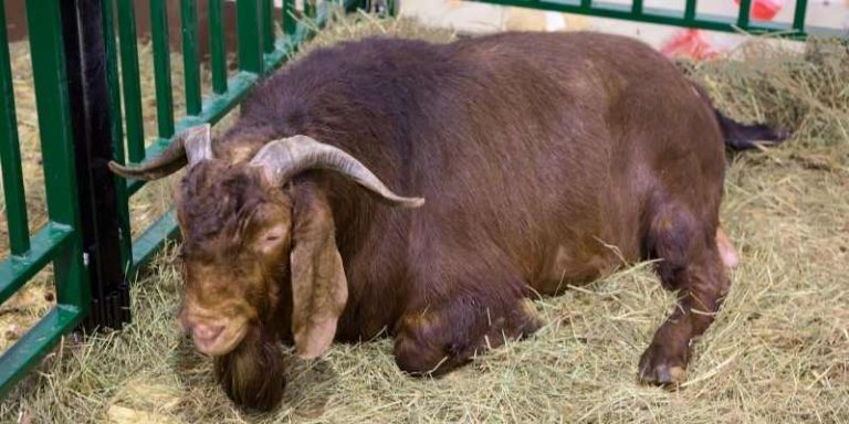 6 Giant Goat Breeds with Pictures | Farming Base