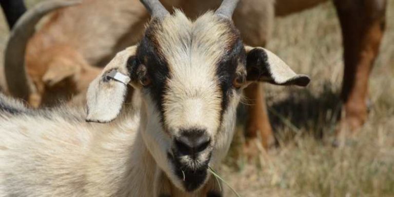 6 Giant Goat Breeds with Pictures | Farming Base