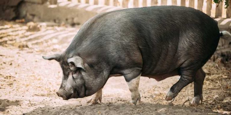 8 Black Pig Breeds with Photos | Farming Base