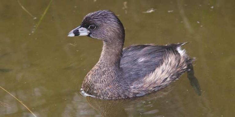 10 Birds that Look Like Ducks | Farming Base