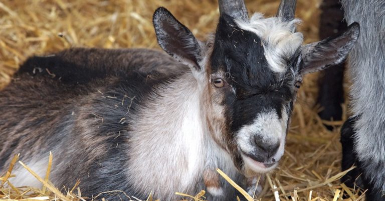 Pygmy Goat: Everything You Need to Know About Them | Farming Base