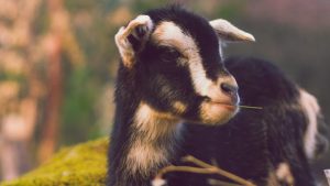 Pygmy Goat: Everything You Need to Know About Them | Farming Base