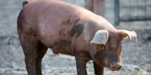 4 Red Pig Breeds You'll Love | Farming Base