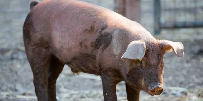 4 Red Pig Breeds You'll Love | Farming Base